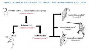 How did Hummingbirds Evolve? – The Creation Club | A Place for Biblical ...