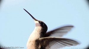 “Refracted Glory” A Hummingbird Documentary – NOW RELEASED ON DVD – The ...