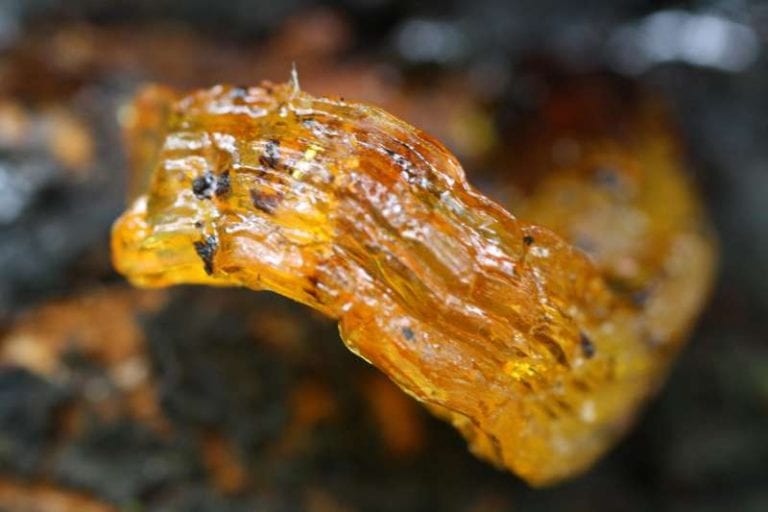 Amber: Part 1 – The Creation Club | A Place for Biblical Creationists ...