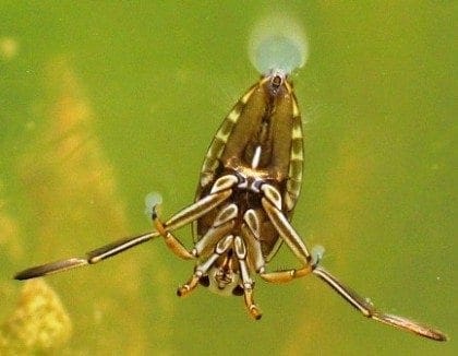 The Scuba Bug – The Creation Club | A Place for Biblical Creationists ...