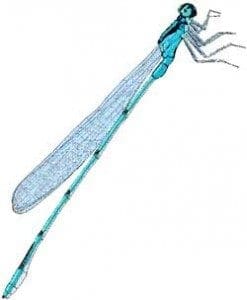 The Acrobatic Damselfly … a Wonderful Creation of God – Tom Wagner ...