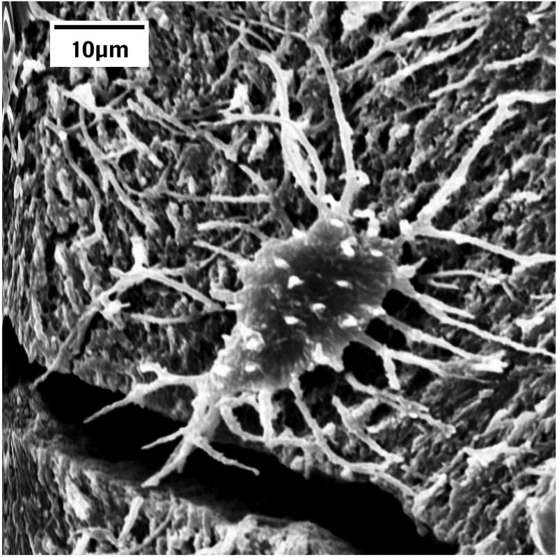 Creation-Chronicles – creation, evolution