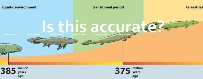 Transitional Forms, the Fossil Record & Expectations – The Creation ...