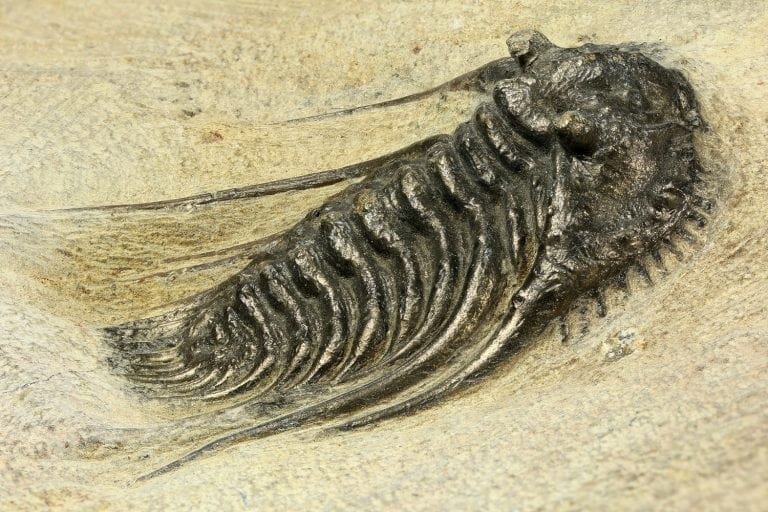 Fossils Stretching Through Multiple ‘Ages’: Polystrates – The Creation ...