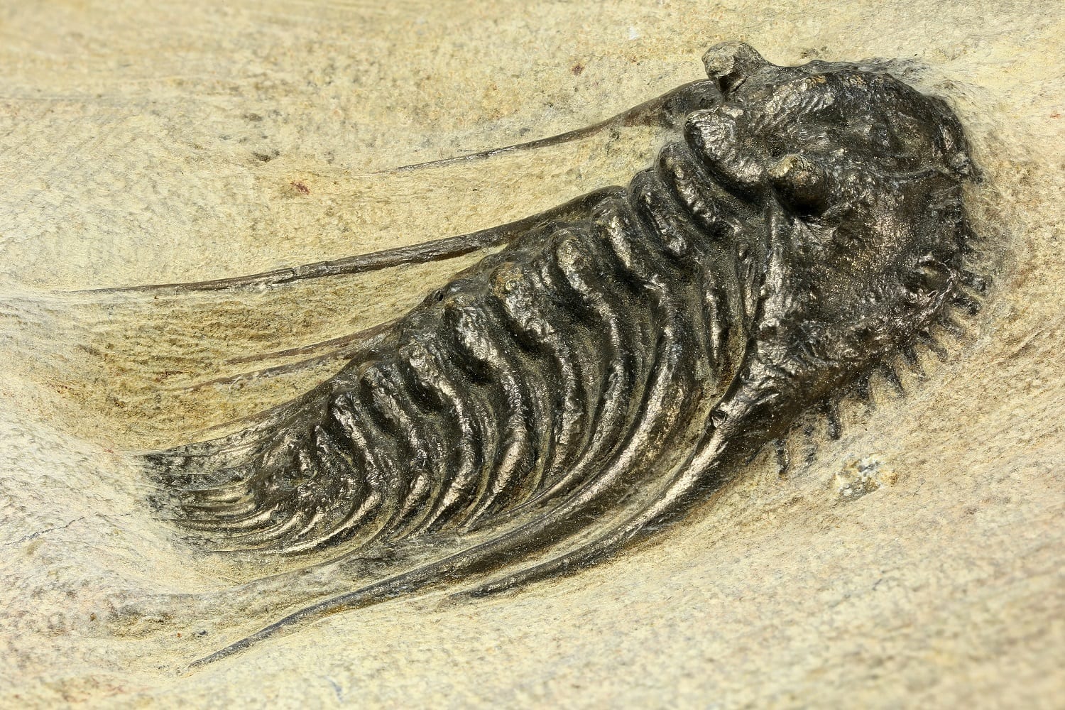 Fossils Stretching Through Multiple ‘Ages’: Polystrates – The Creation ...
