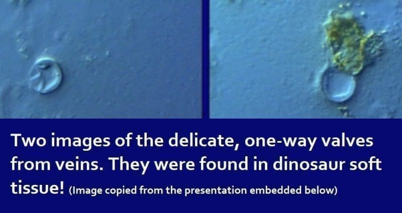 Dinosaur Soft Tissue, Fragile but Intact – The Creation Club | A Place ...