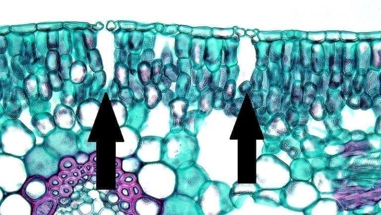 How Does a Cactus Function Without Leaves? – The Creation Club | A ...