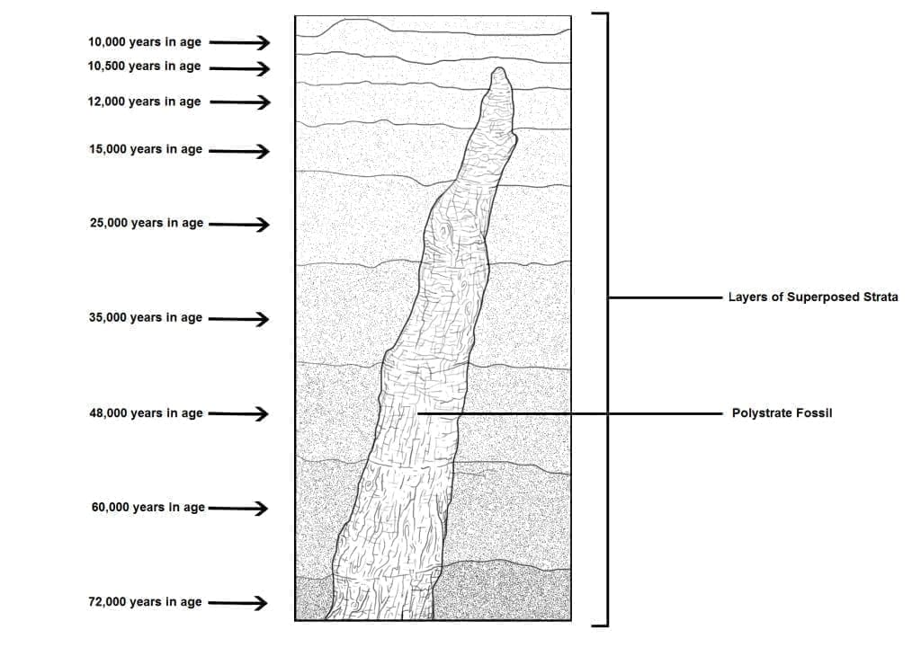 Fossils That Don’t Cooperate with Deep Time – The Creation Club | A ...