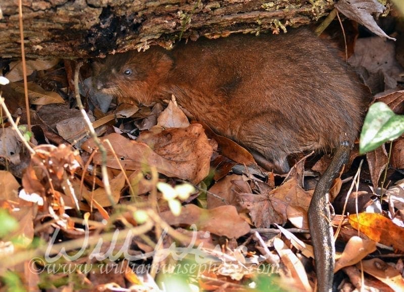 Free to Make a Choice, an Analogy from a Muskrat – The Creation Club ...
