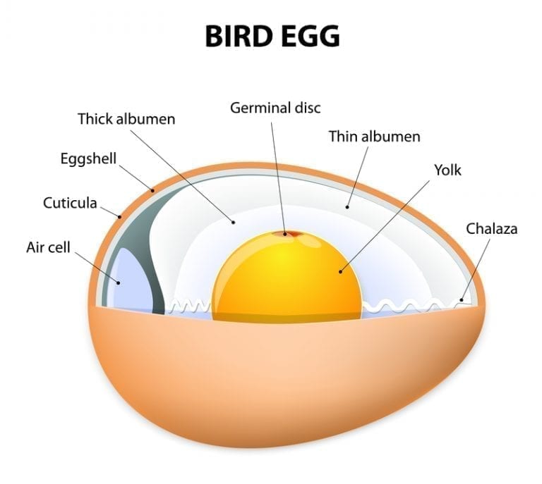 The Engineering Marvel Of An Egg The Creation Club A Place For 