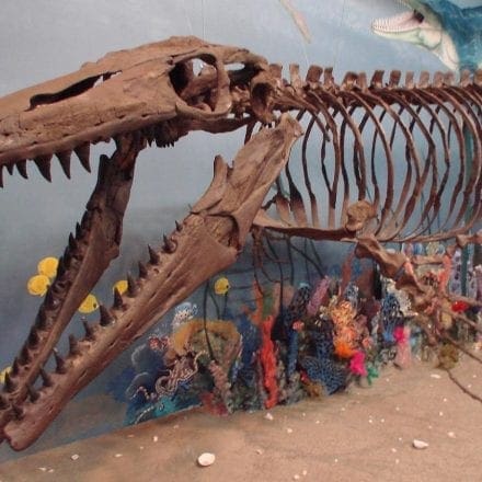 The Mosasaur: An Aquatic Leviathan – The Creation Club | A Place for ...