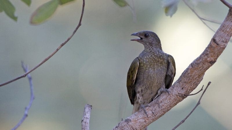Honeyguide Birds Understand Human Messages – The Creation Club | A ...