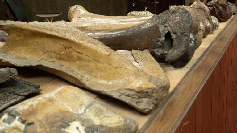 Dinosaur Blood and the >Real