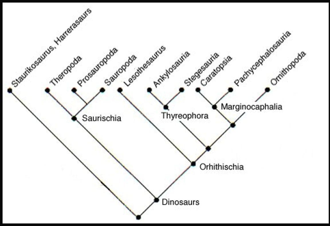 Cladistics: Organizing Living Things based on Worldview – The Creation ...
