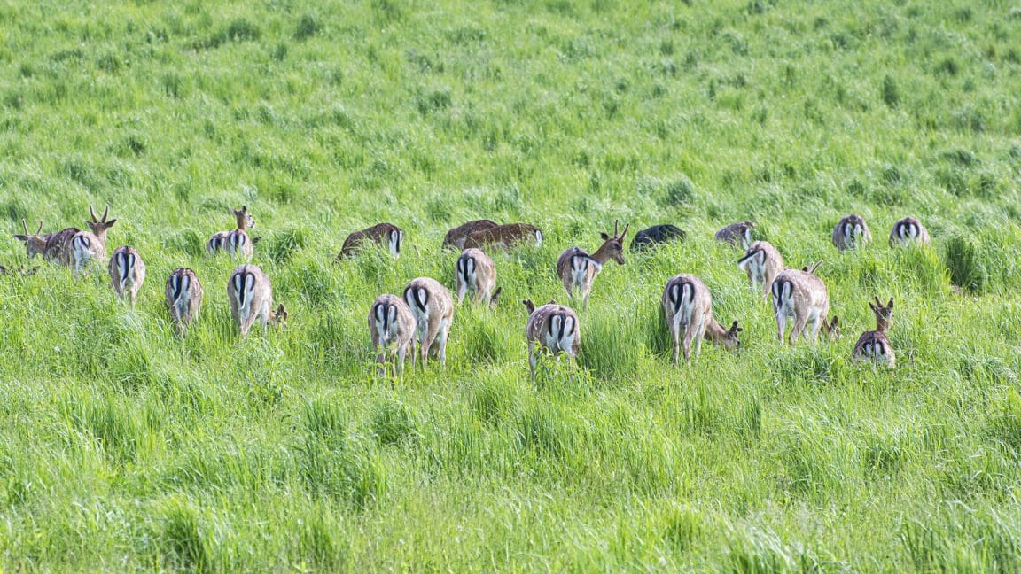 Using Earth’s Magnetic Field: Deer – The Creation Club | A Place for ...