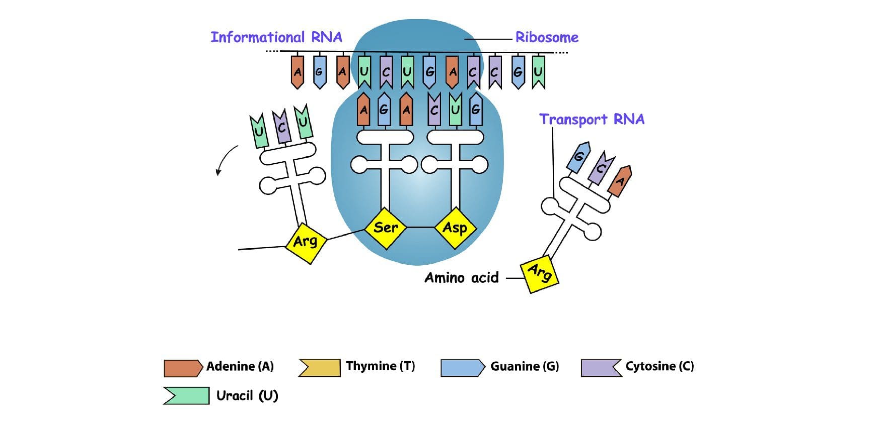Signs of a Non-Universal Genetic Code – The Creation Club | A Place for ...