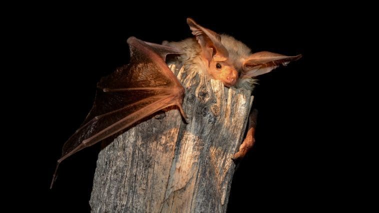 The Wonder of Gleaning Bats – The Creation Club | A Place for Biblical ...